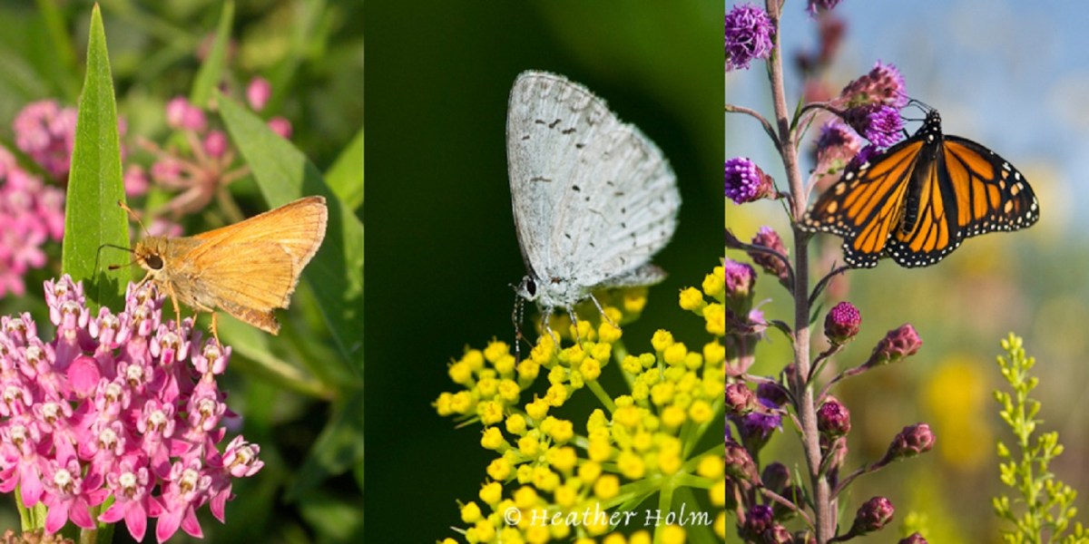 Native Plant Information | Minnesota Native Intelligence